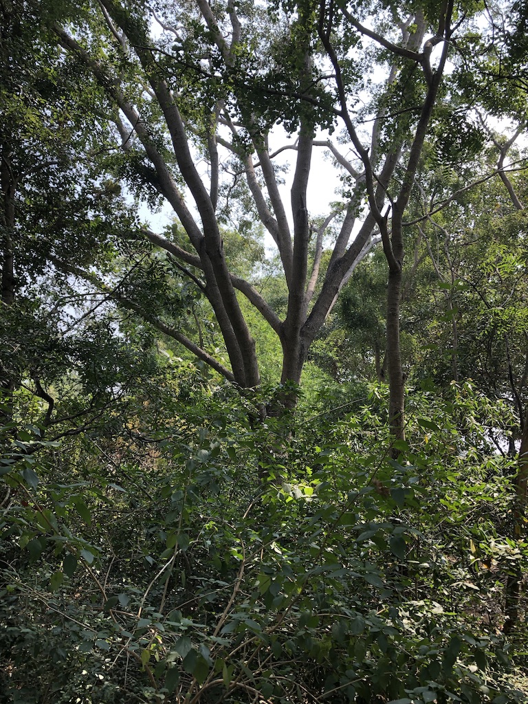 Ancient Indian culture | Forest Voices of India